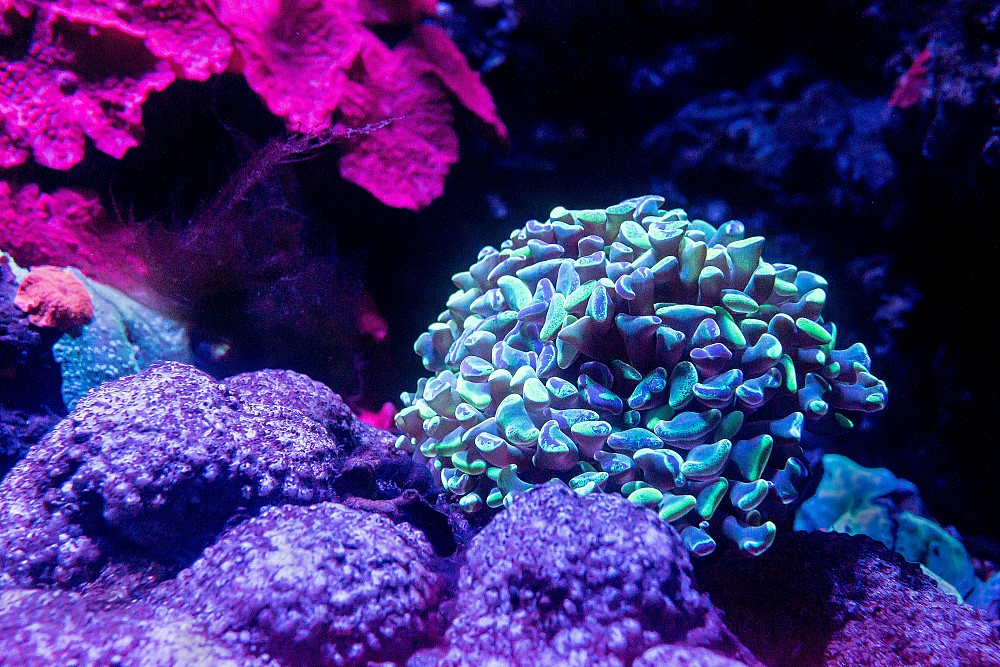 Tout savoir sur la crevette bleue : un joyau aquatique