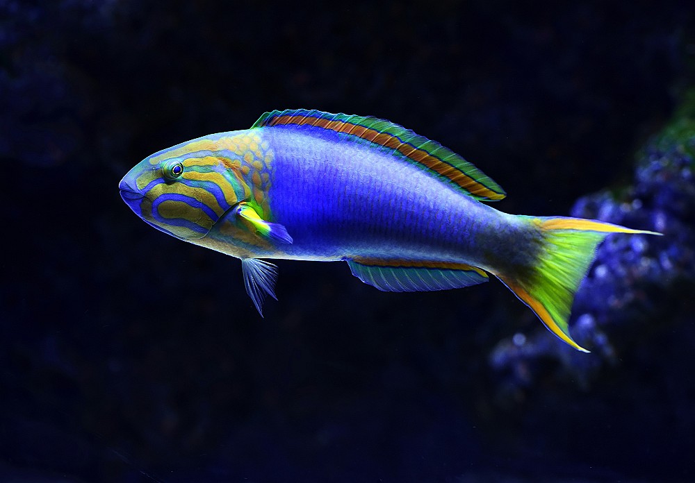 Tout savoir sur le fascinant poisson combattant bleu