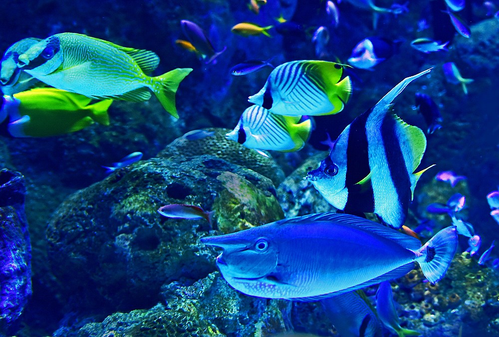 Bien nourrir vos poissons d'aquarium : conseils et astuces