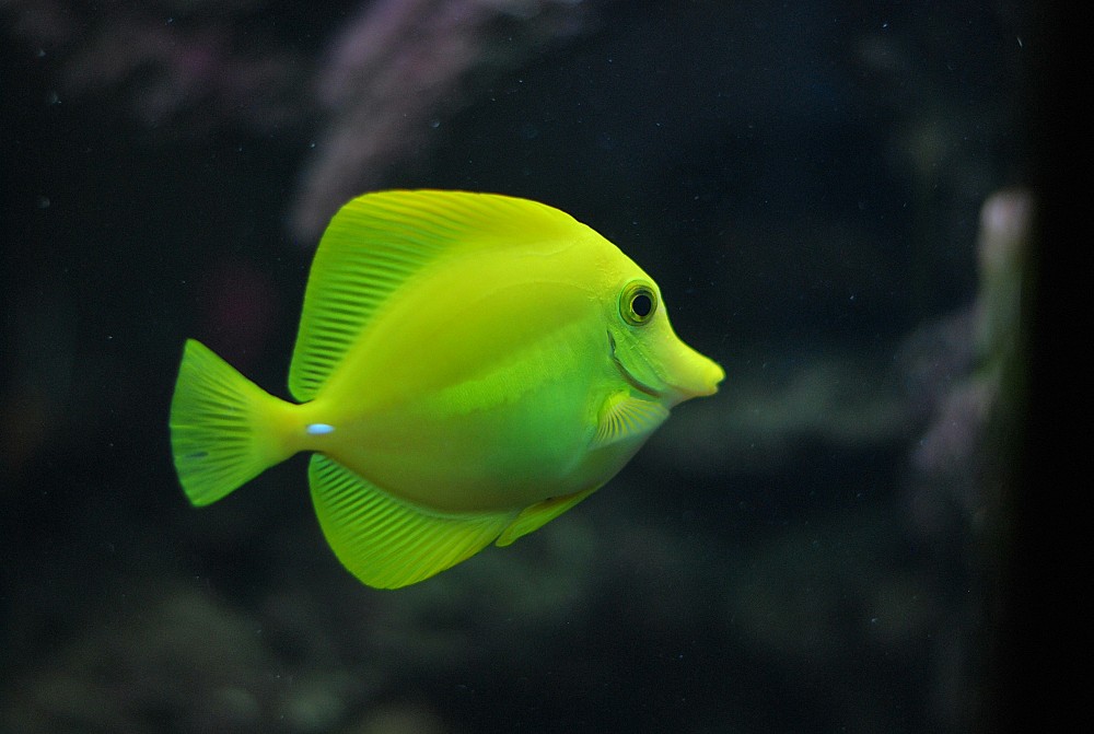 Tout savoir sur le poisson Dory : un compagnon aquatique fascinant